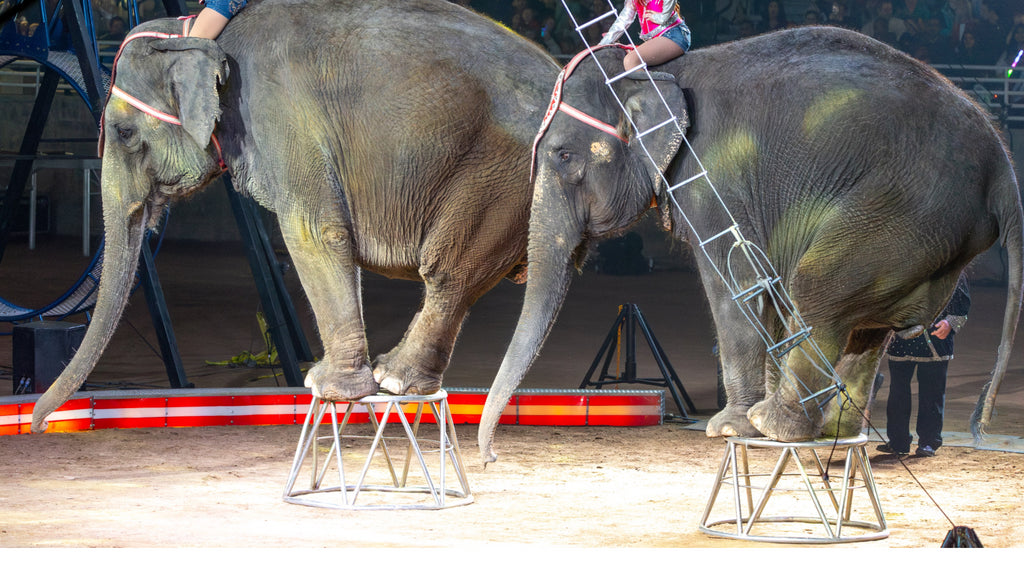 Welcome to the CWI Store – CompassionWorks International